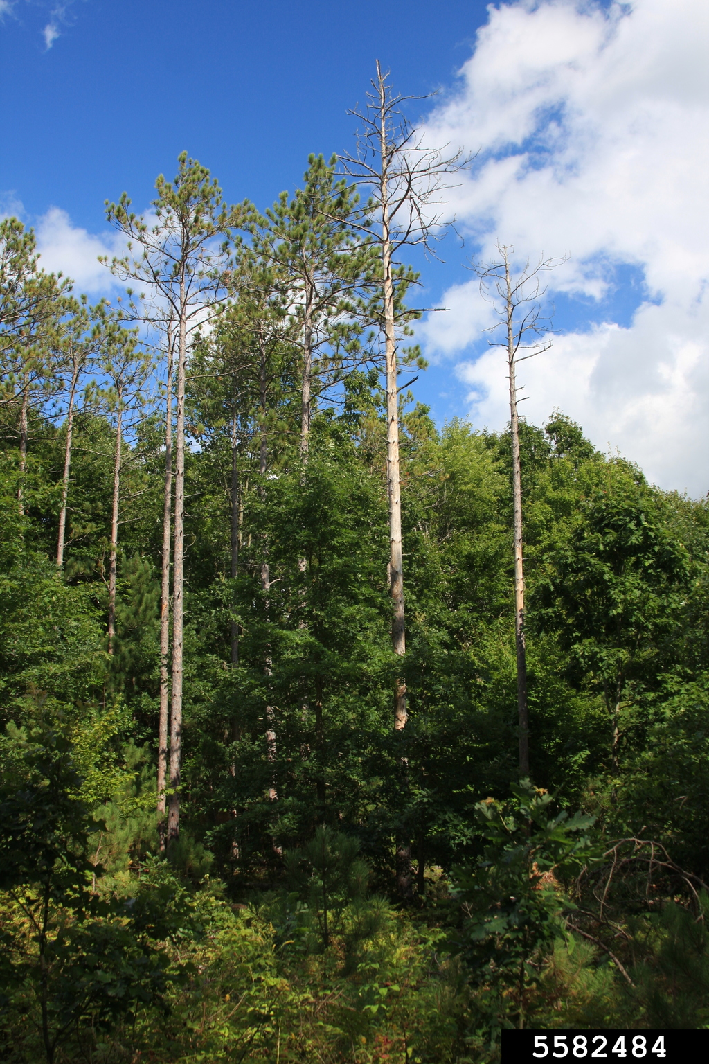 annosum root disease (Heterobasidion annosum)