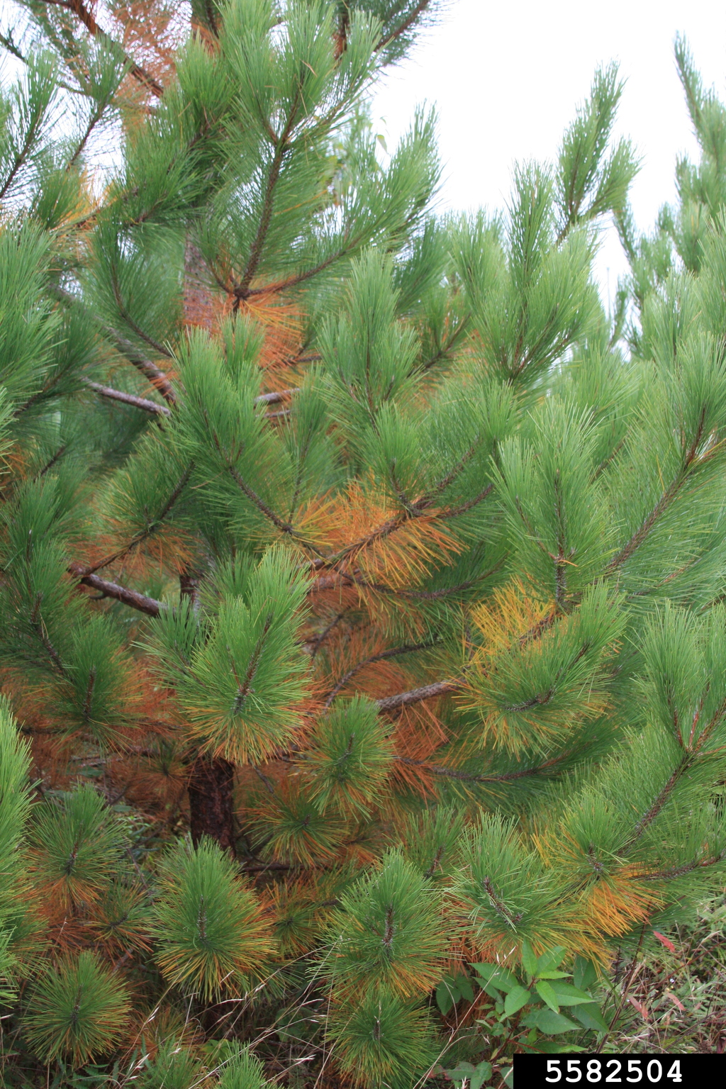red pine (Pinus resinosa)