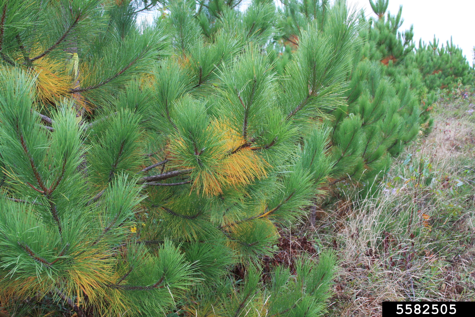 red pine, Pinus resinosa (Pinales: Pinaceae) - 5582505