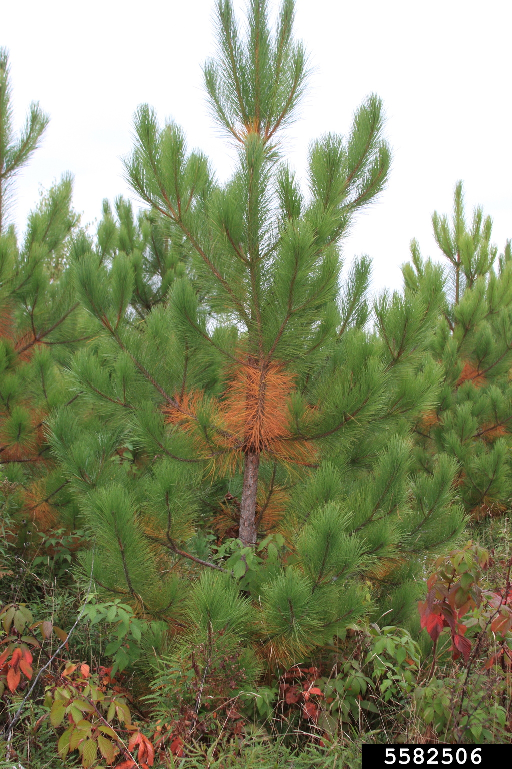 red pine (Pinus resinosa Soland.)