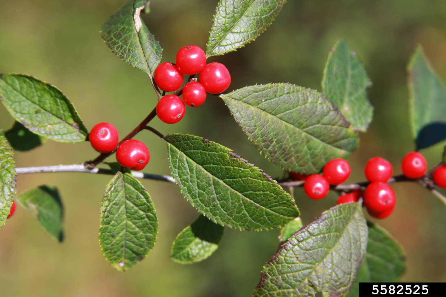 common winterberry (Ilex verticillata)