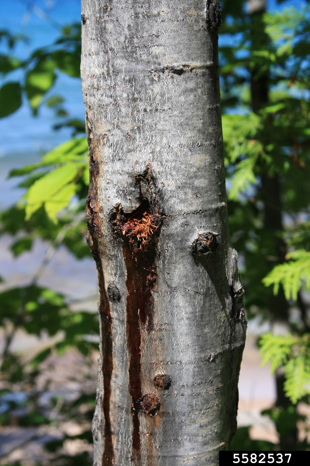 poplar borer (Saperda calcarata)