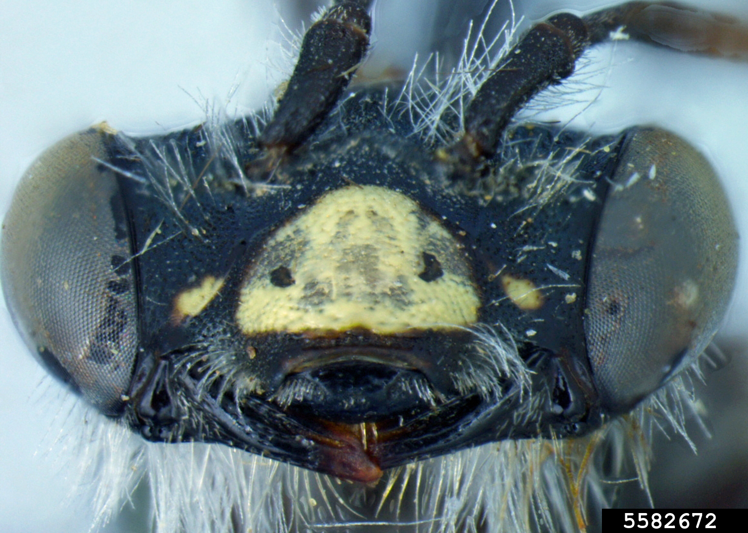 mining bee (Andrena plumiscopa Timberlake, 1951)