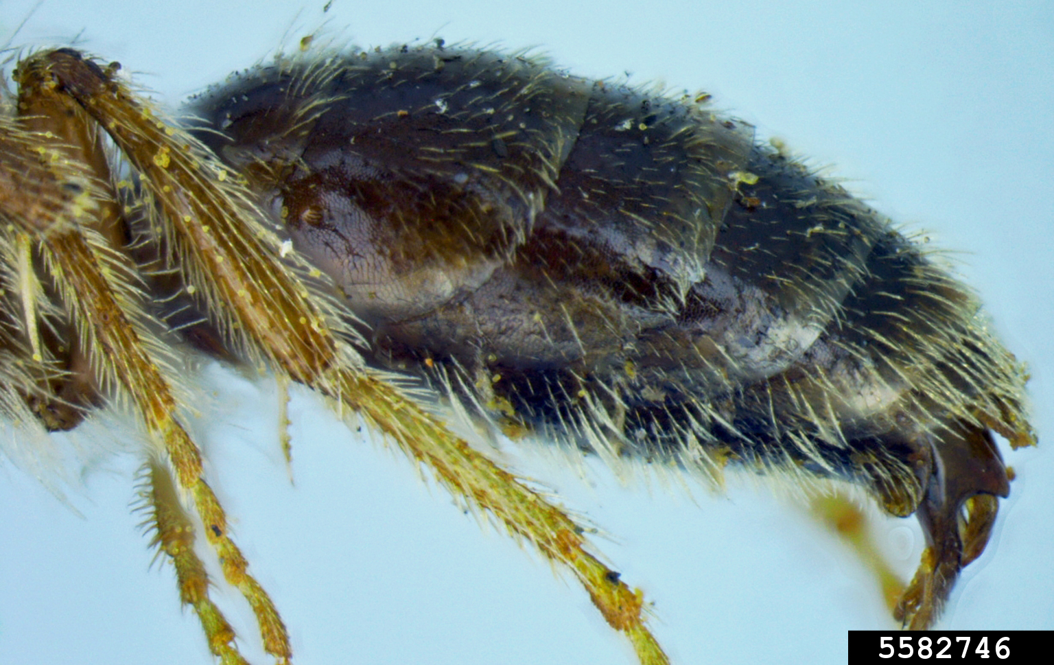 mining bee (Andrena nubecula Smith, 1853)