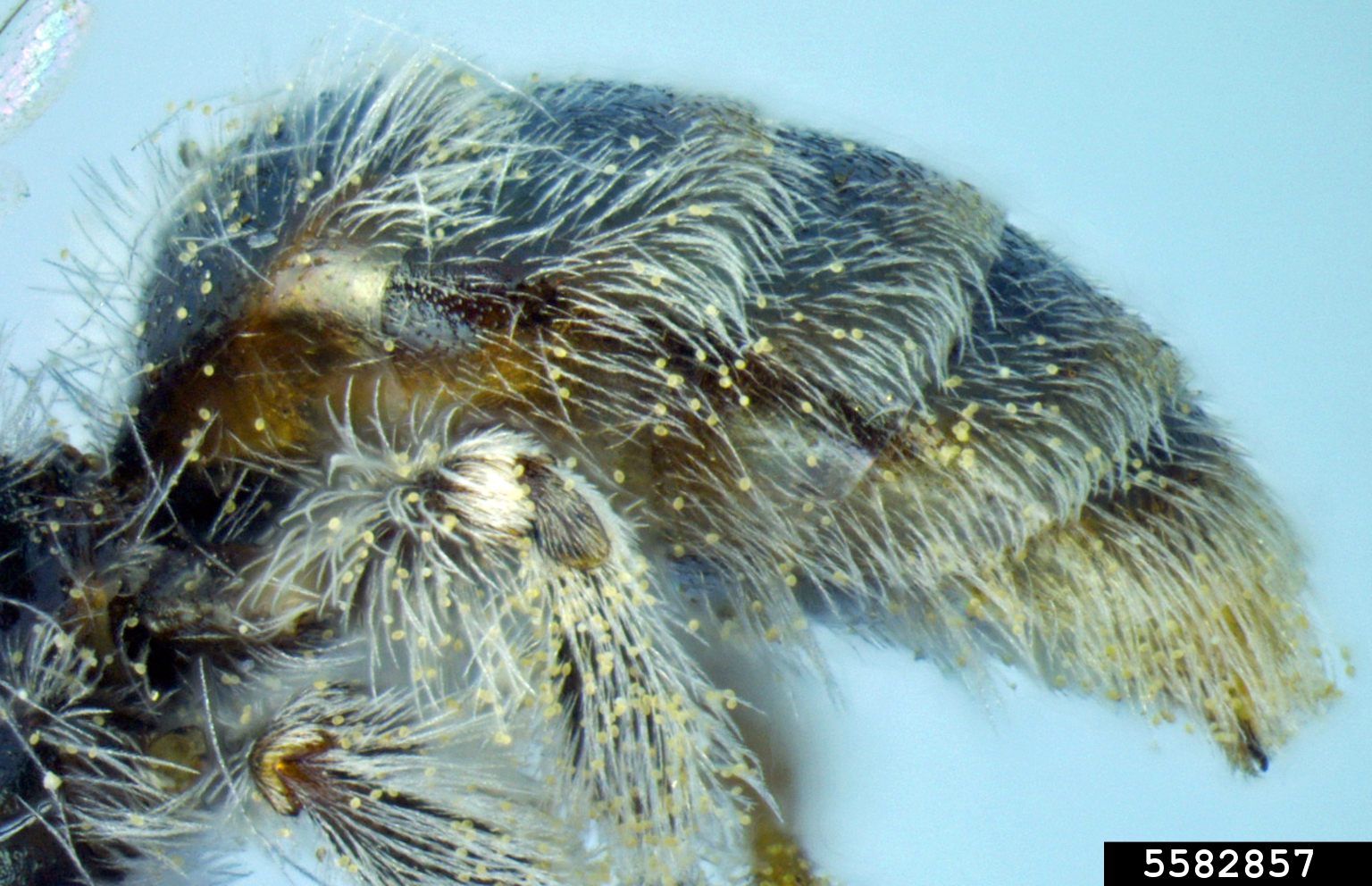 mining bee (Andrena puthua Cockerell, 1910)