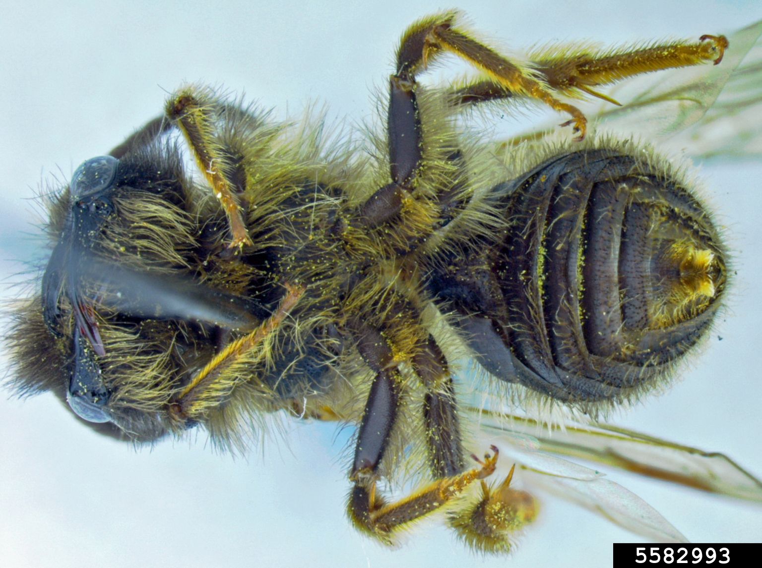 mining bee (Andrena perimelas)