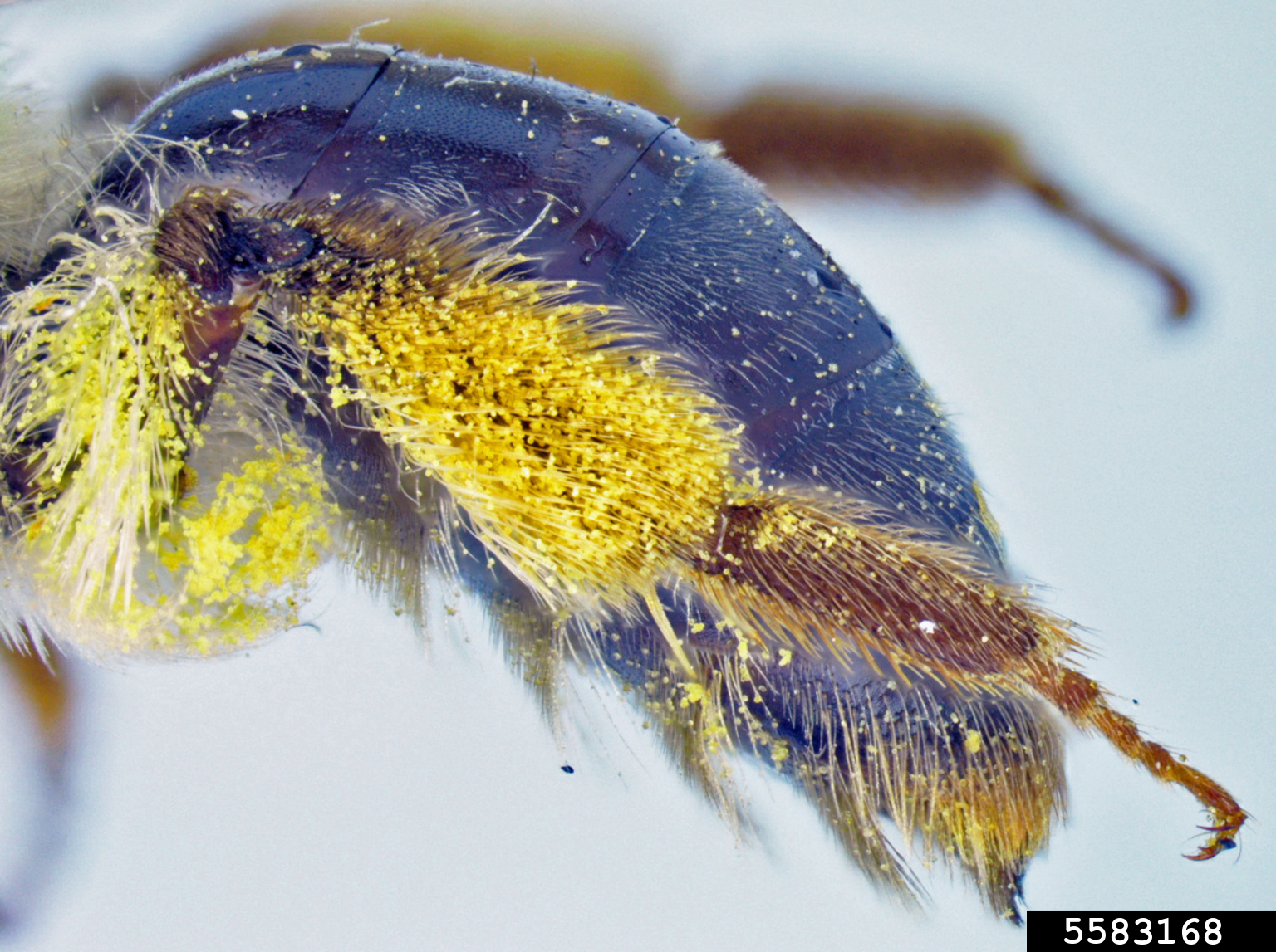 andrenine bee (Andrena perplexa)