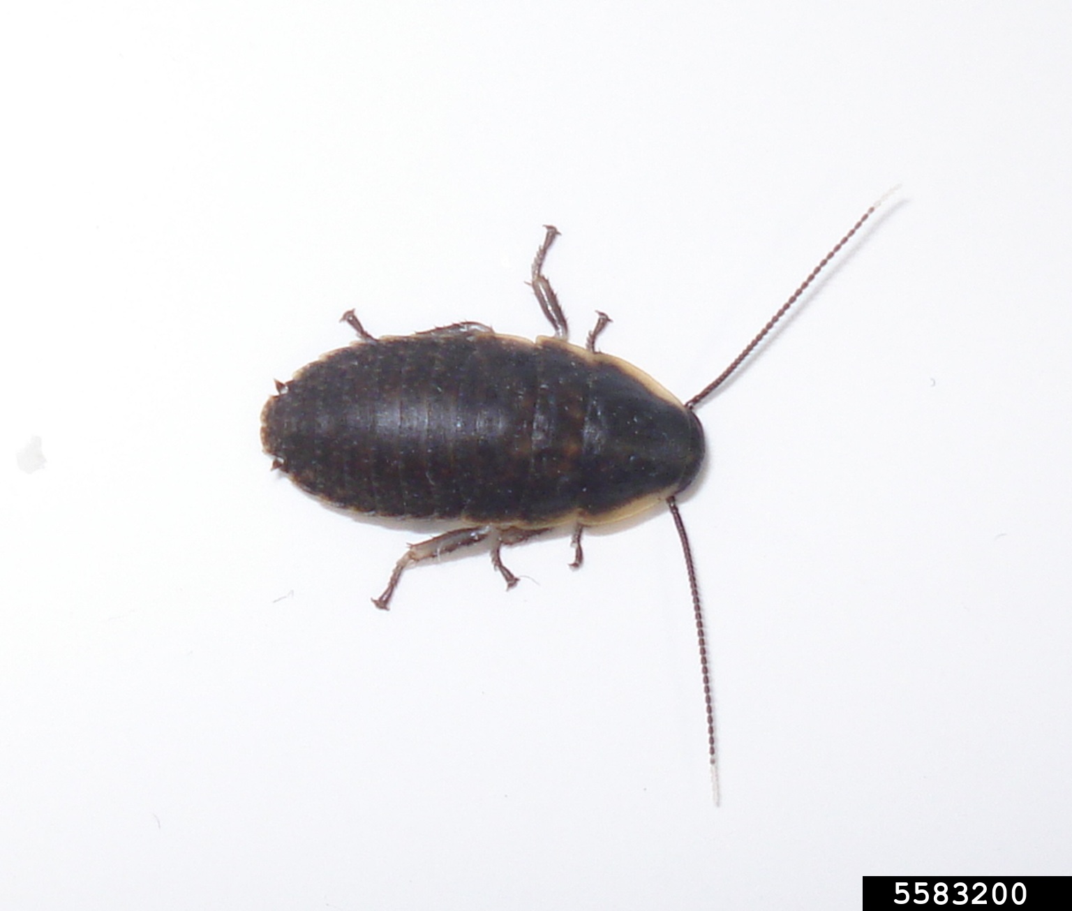 Madagascar hissing cockroach, Gromphadorhina portentosa (Blattodea ...