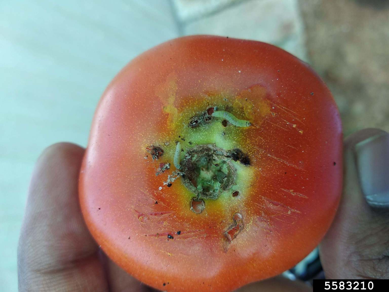 tomato leafminer (Tuta absoluta (Povolny))