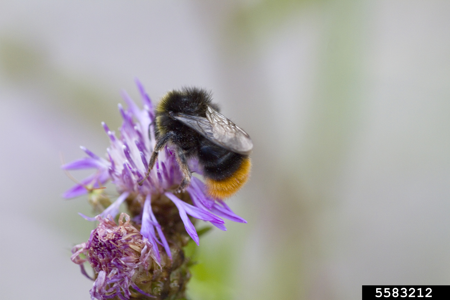 large red-tailed bumble bee (Bombus lapidarius)