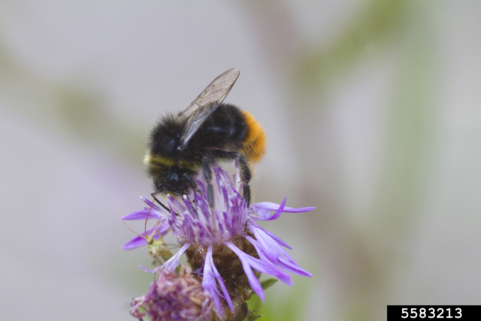 large red-tailed bumble bee (Bombus lapidarius (Linnaeus, 1758))