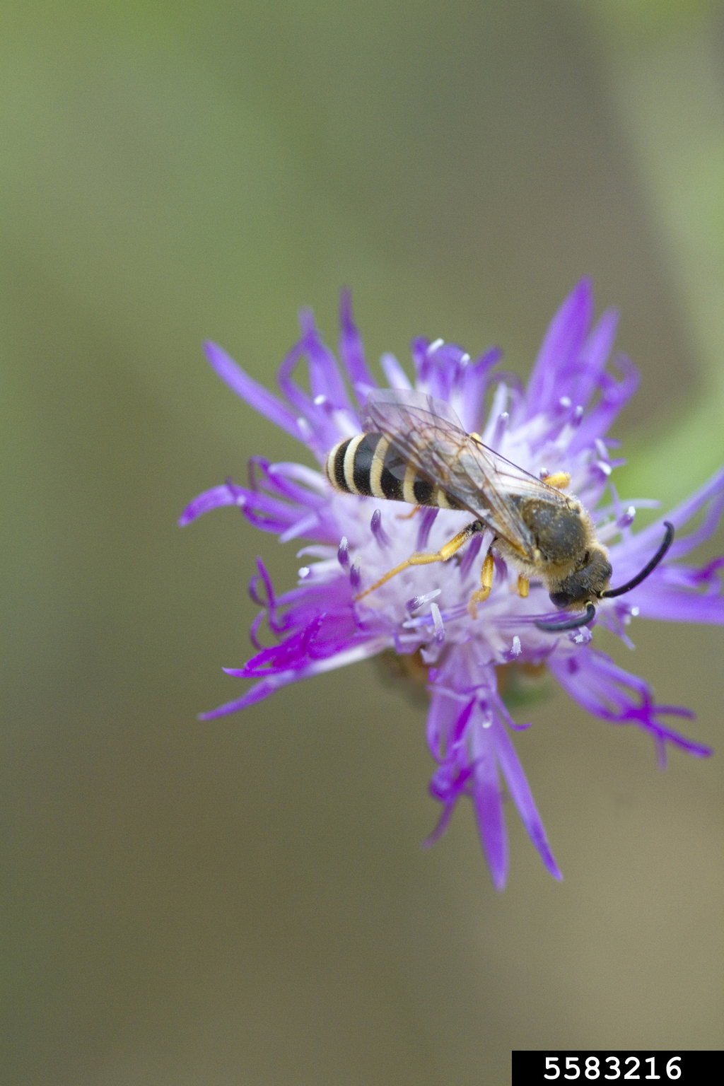bee (Halictus scabiosae (Rossi, 1790))