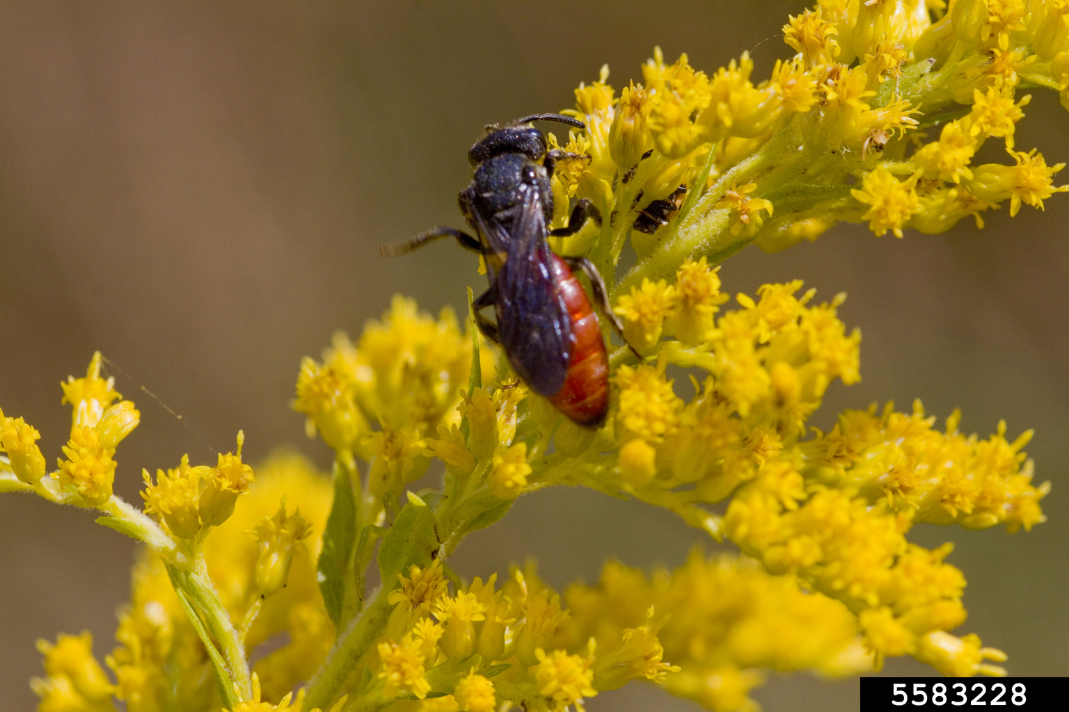 cuckoo Bee (Genus Sphecodes)
