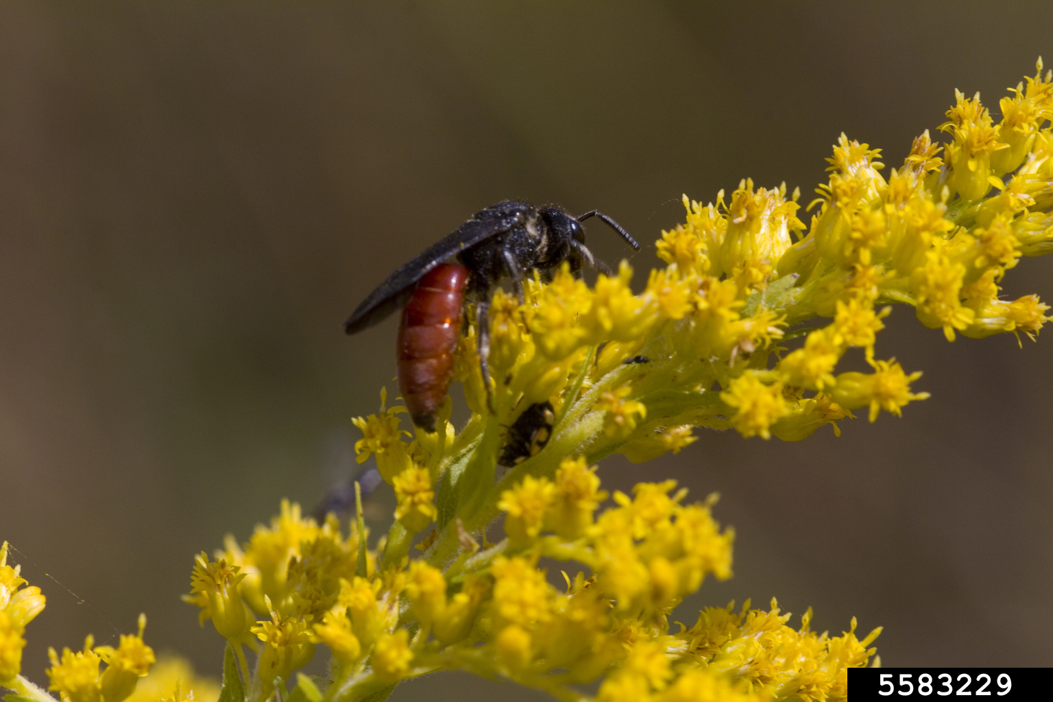 cuckoo Bee (Genus Sphecodes)