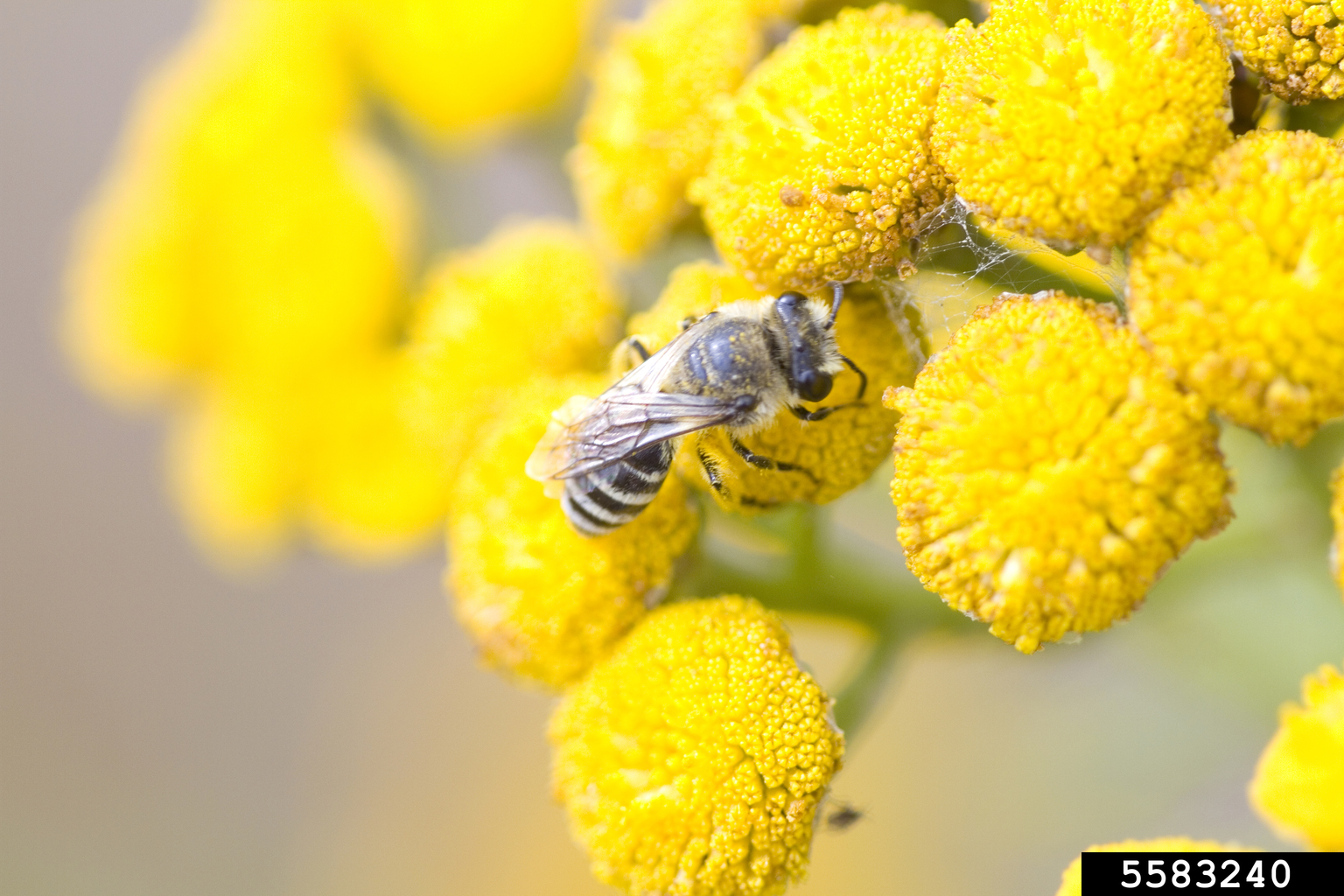 cellophane bees (Genus Colletes Latreille 1802)