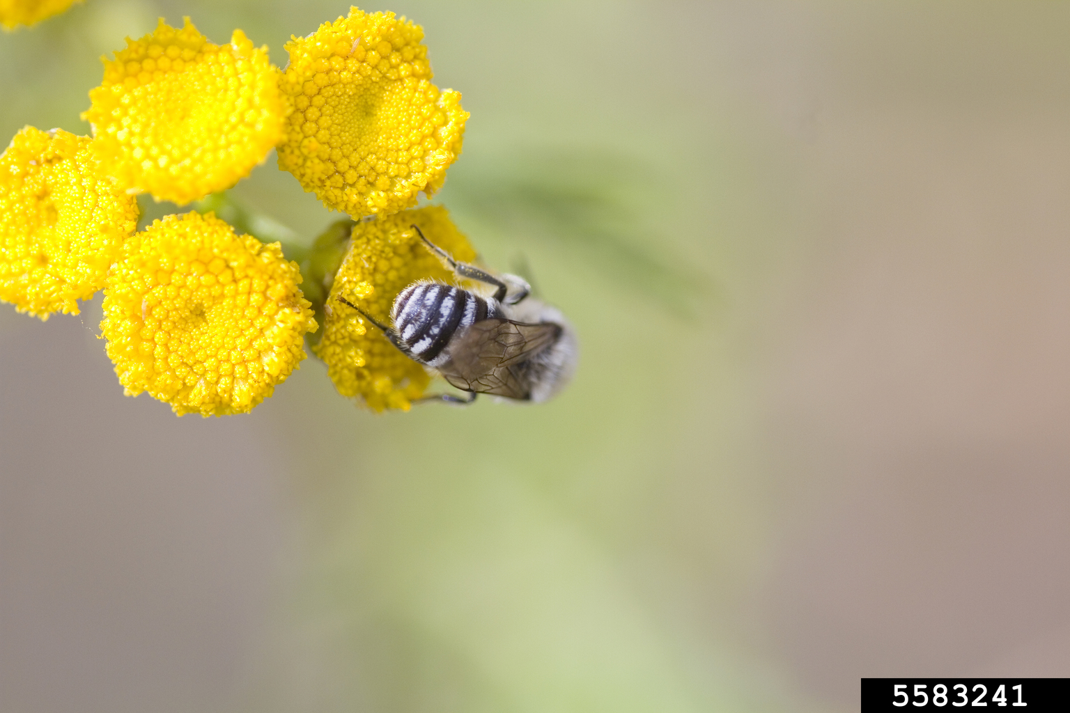 cellophane bees (Genus Colletes Latreille 1802)
