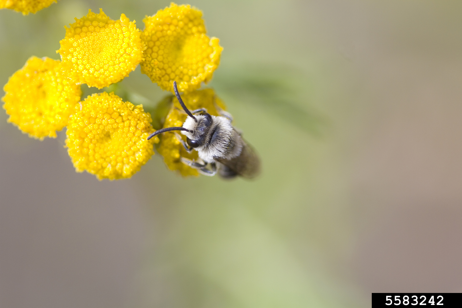 cellophane bees (Genus Colletes Latreille 1802)
