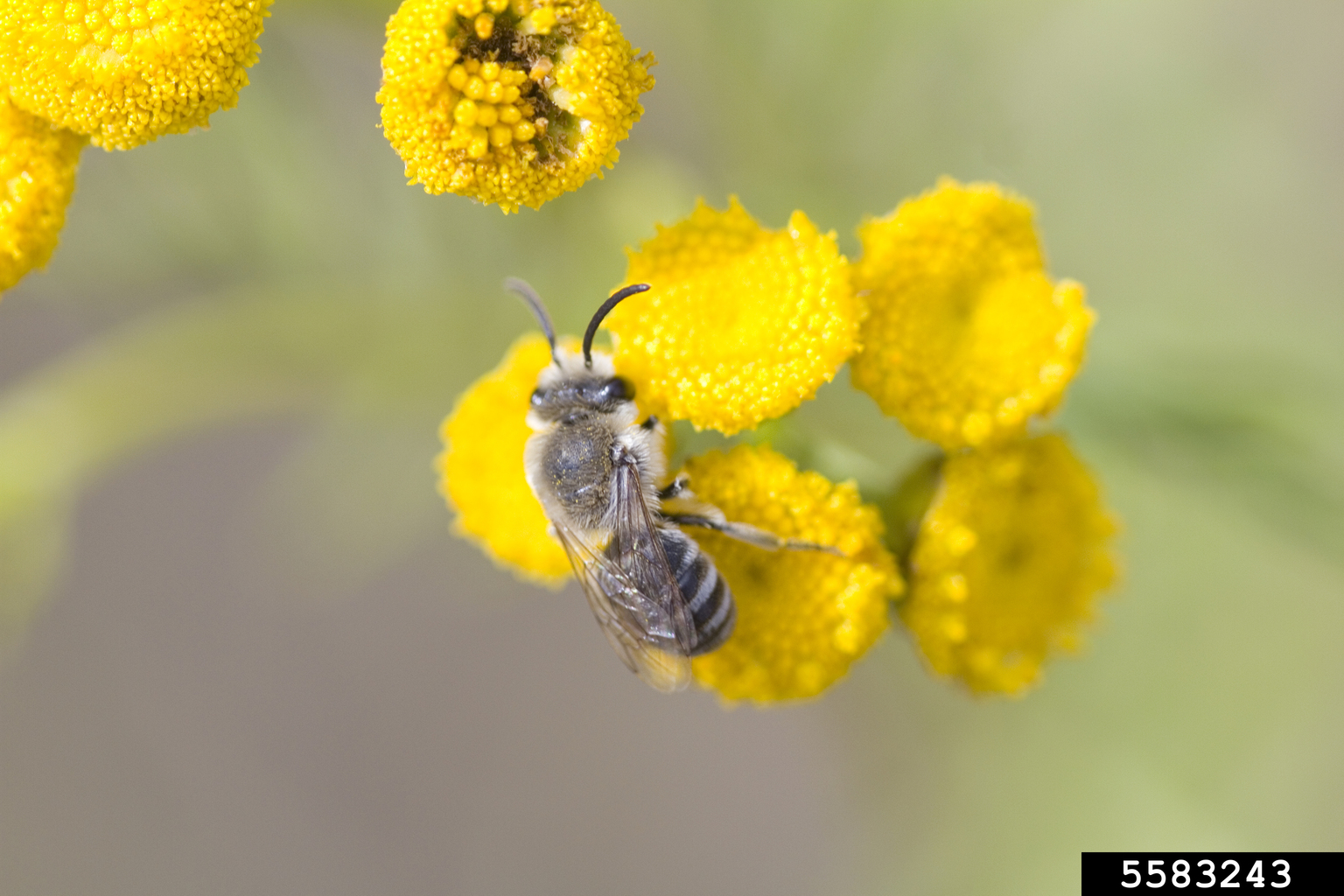 cellophane bees (Genus Colletes Latreille 1802)