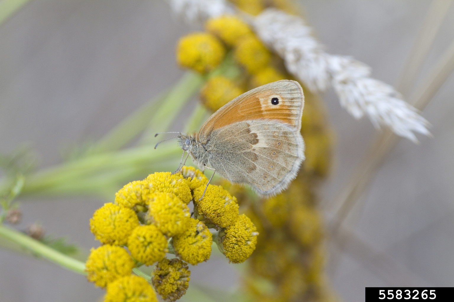 small heath (Coenonympha pamphilus)
