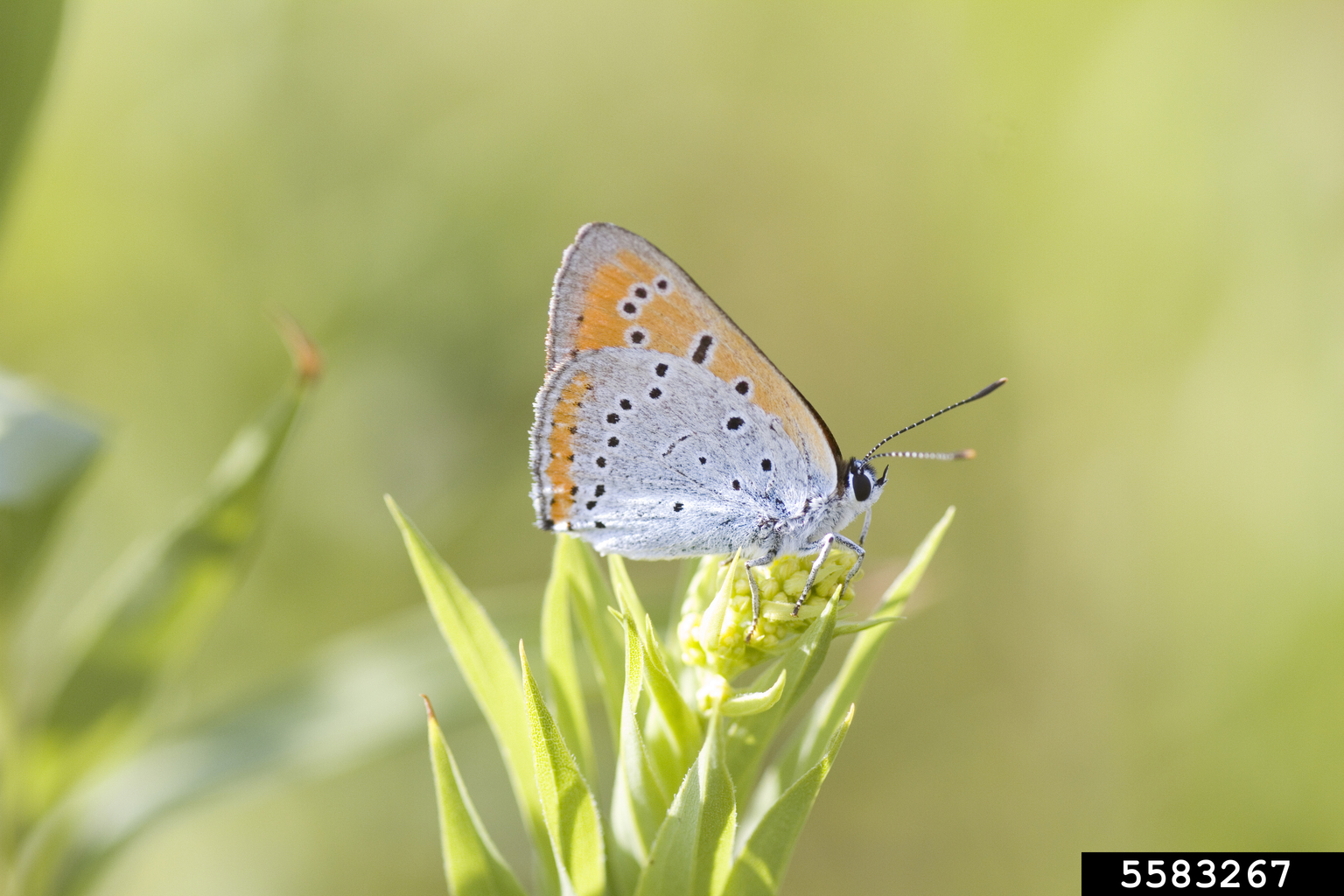 large copper (Lycaena dispar (Haworth, 1802))