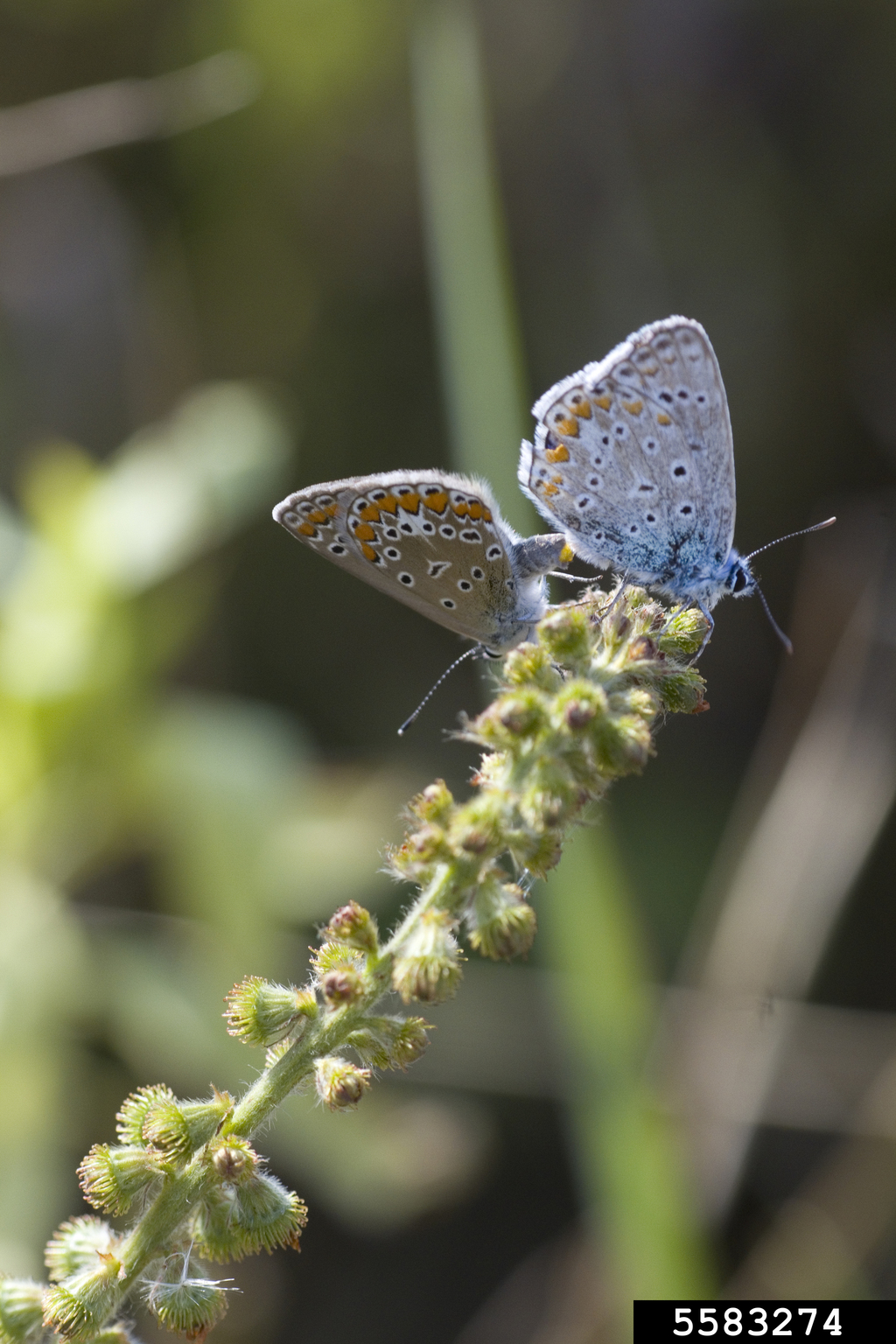 common blue (Polyommatus icarus)
