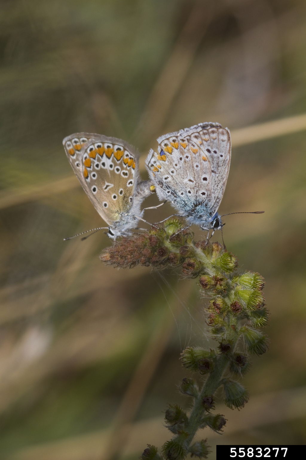 common blue (Polyommatus icarus (Rottemburg, 1775))