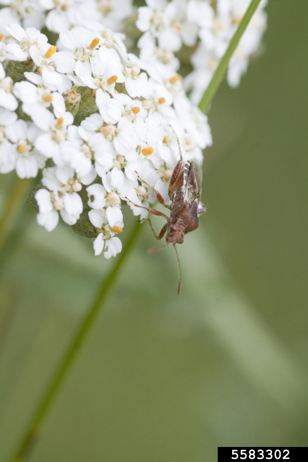 seed bug (Heterogaster urticae (Fabricius, 1775))