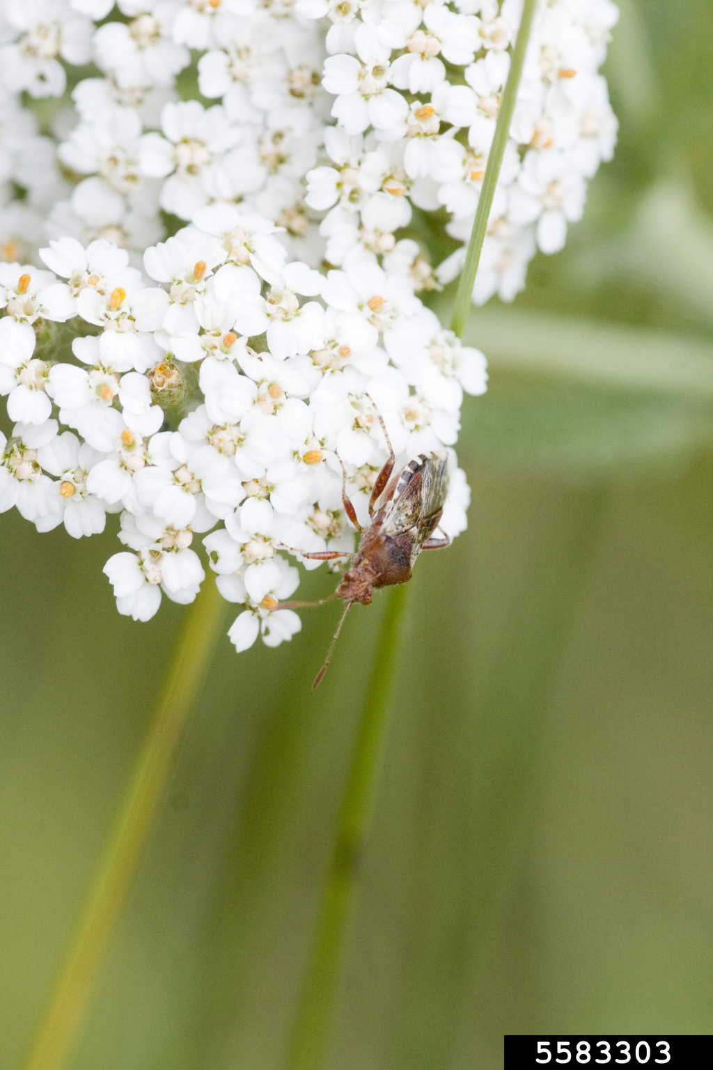 seed bug (Heterogaster urticae (Fabricius, 1775))