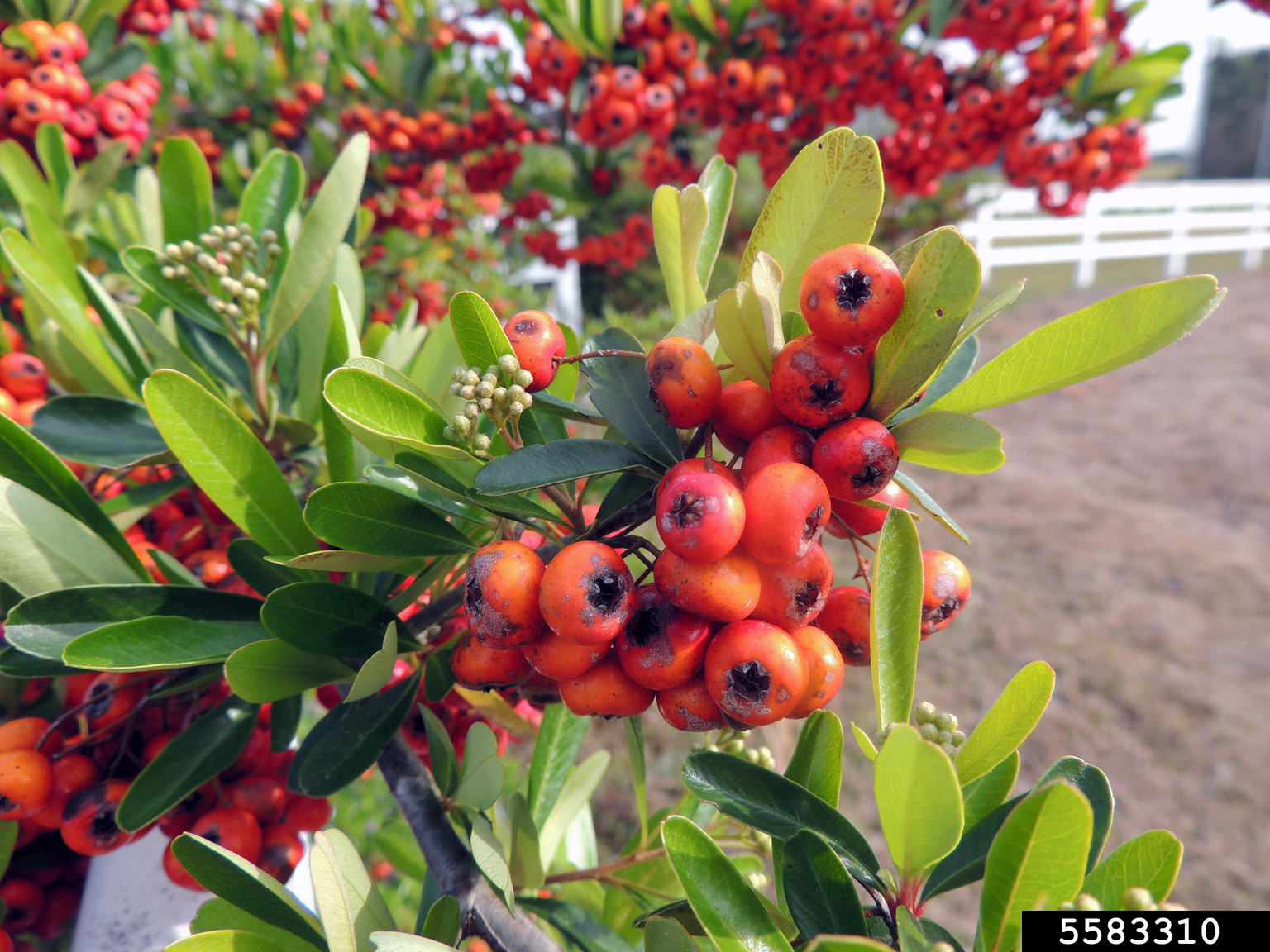 scarlet firethorn (Pyracantha coccinea)