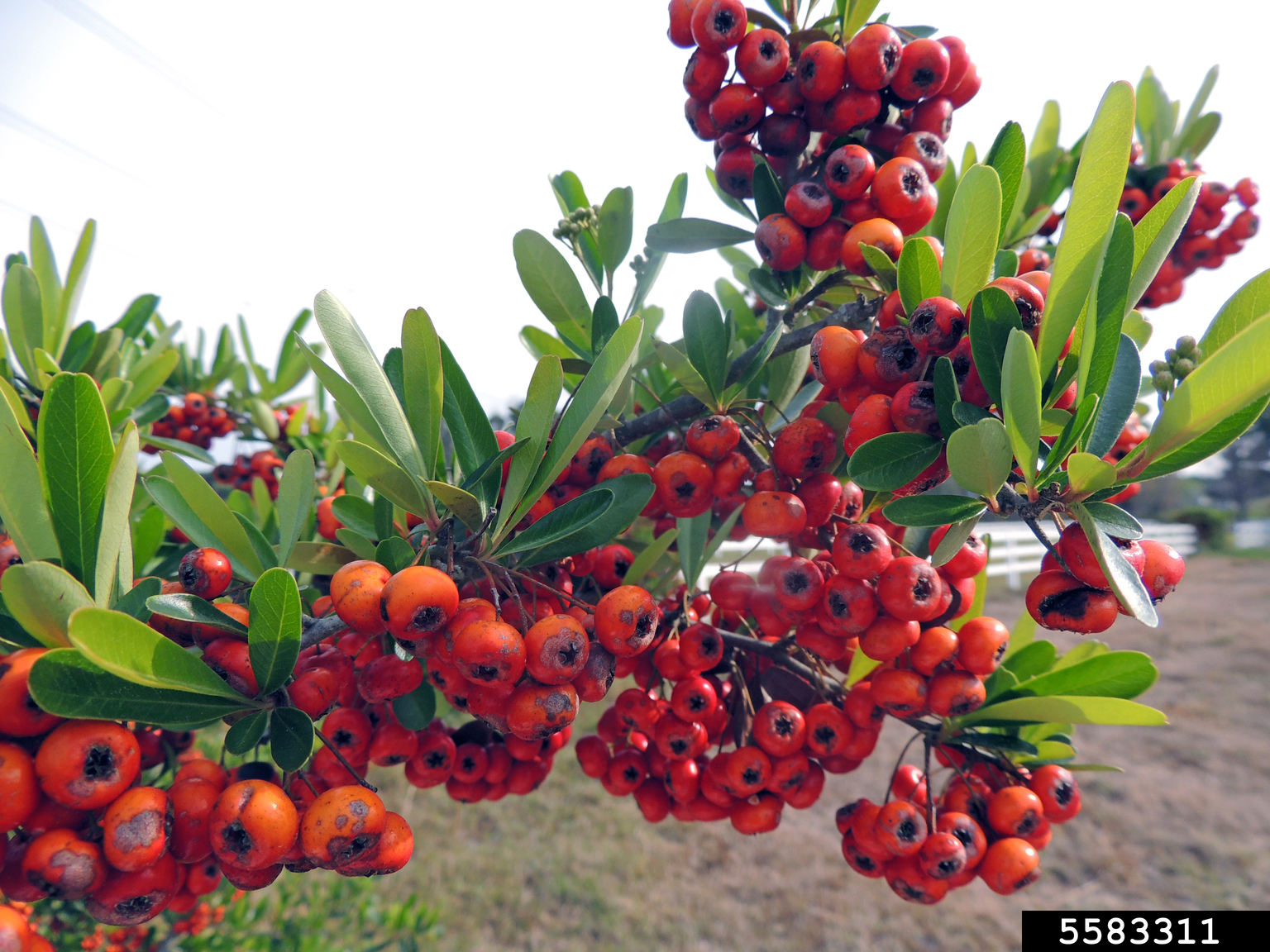 scarlet firethorn (Pyracantha coccinea M. Roemer)