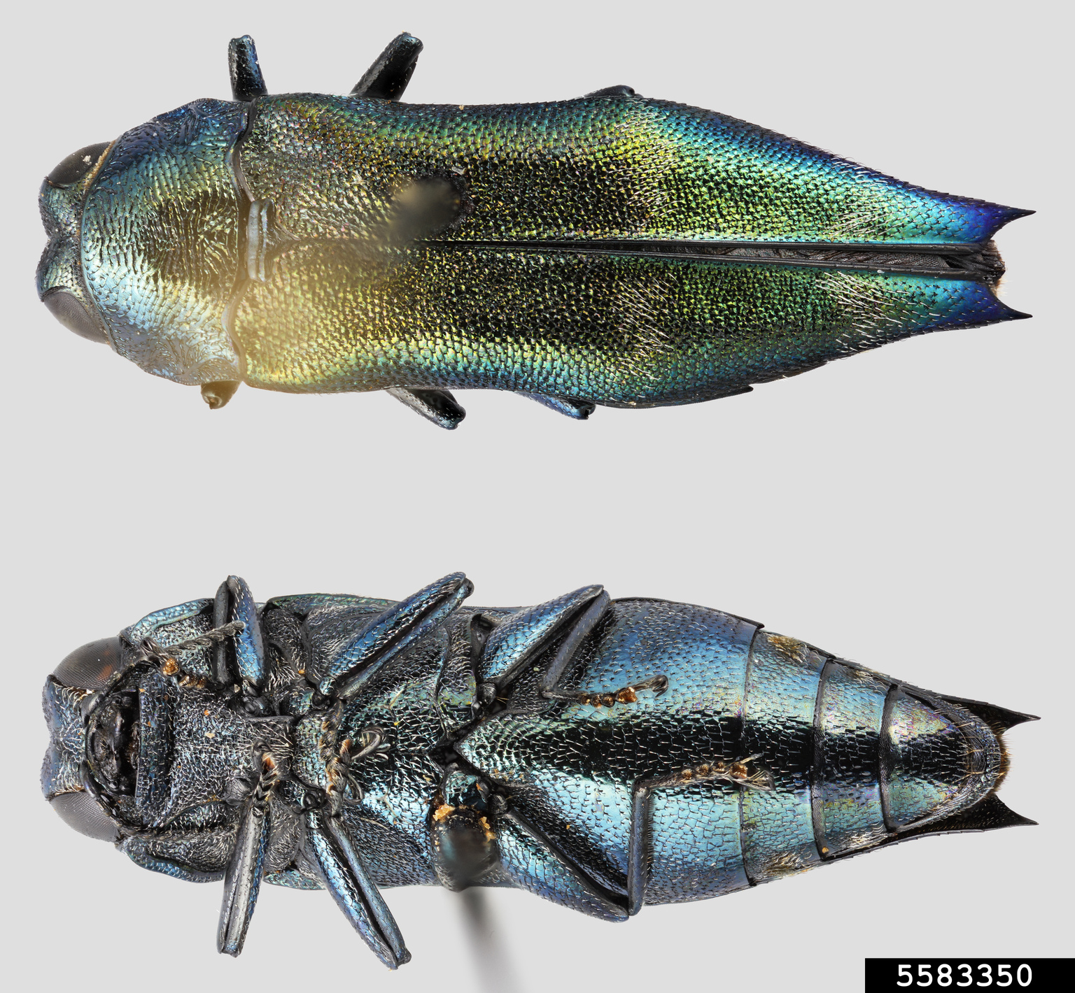 spiral borer (Agrilus acutus)