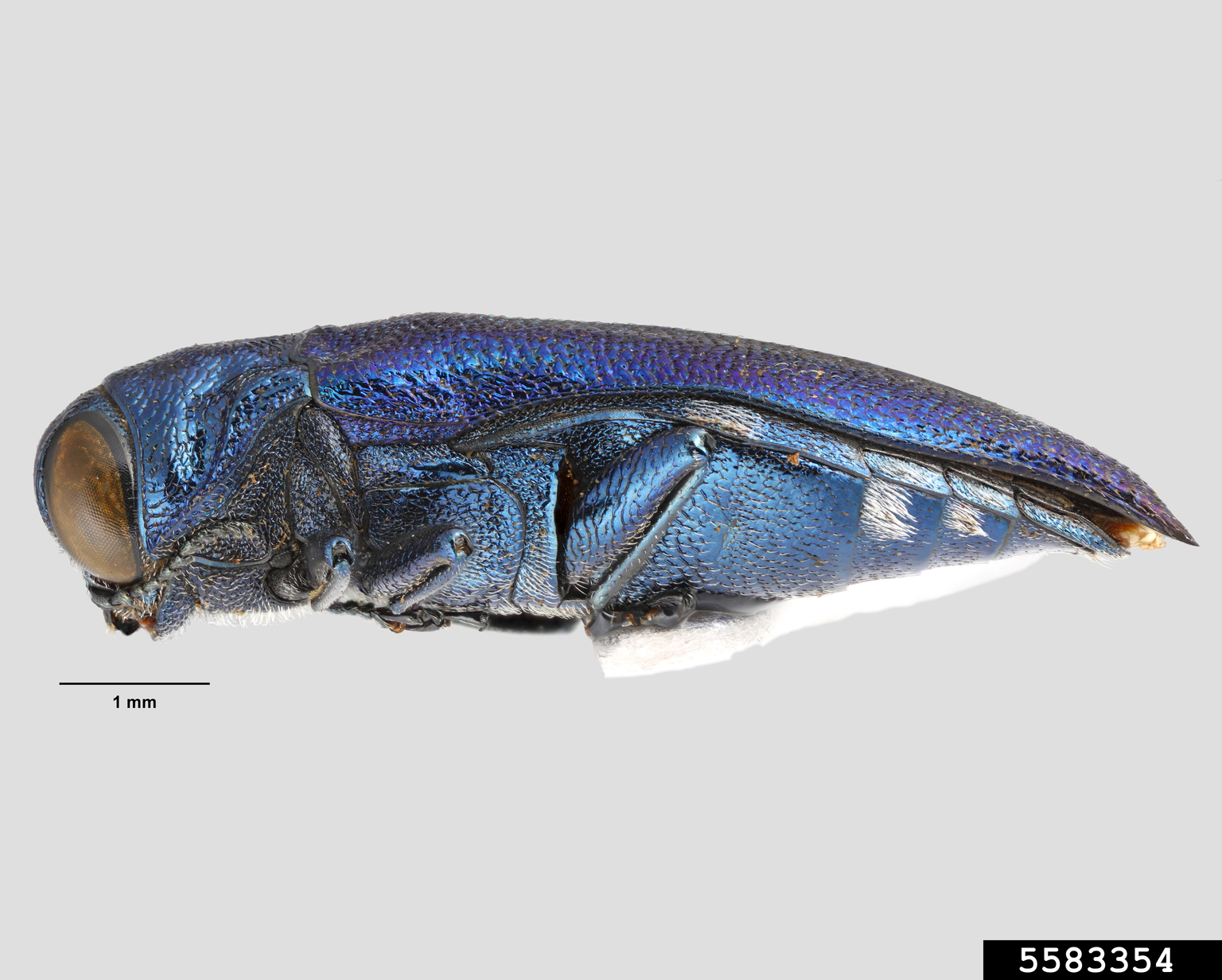 spiral borer (Agrilus acutus)