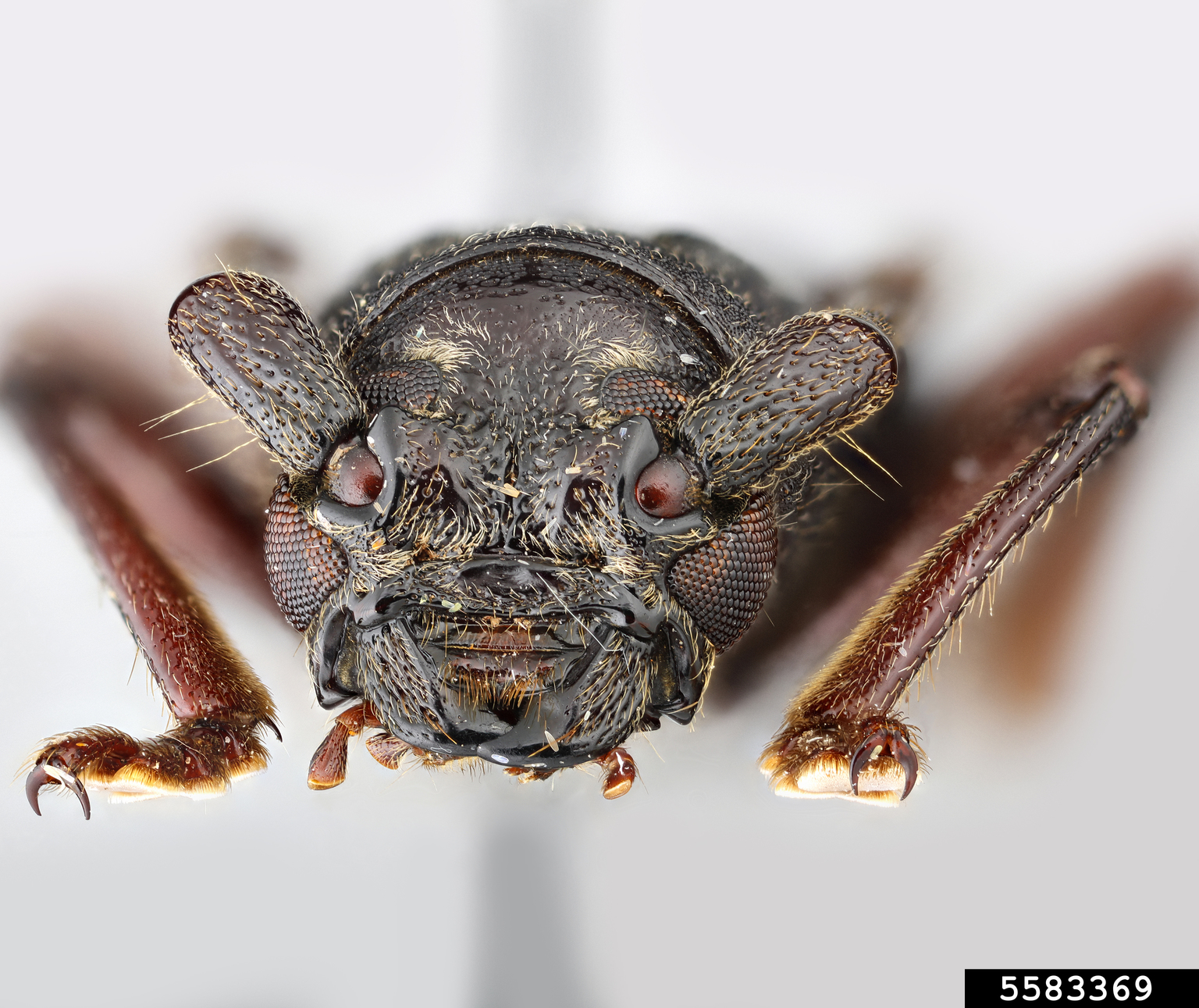 long-horned beetle (Enaphalodes seminitidus Horn)