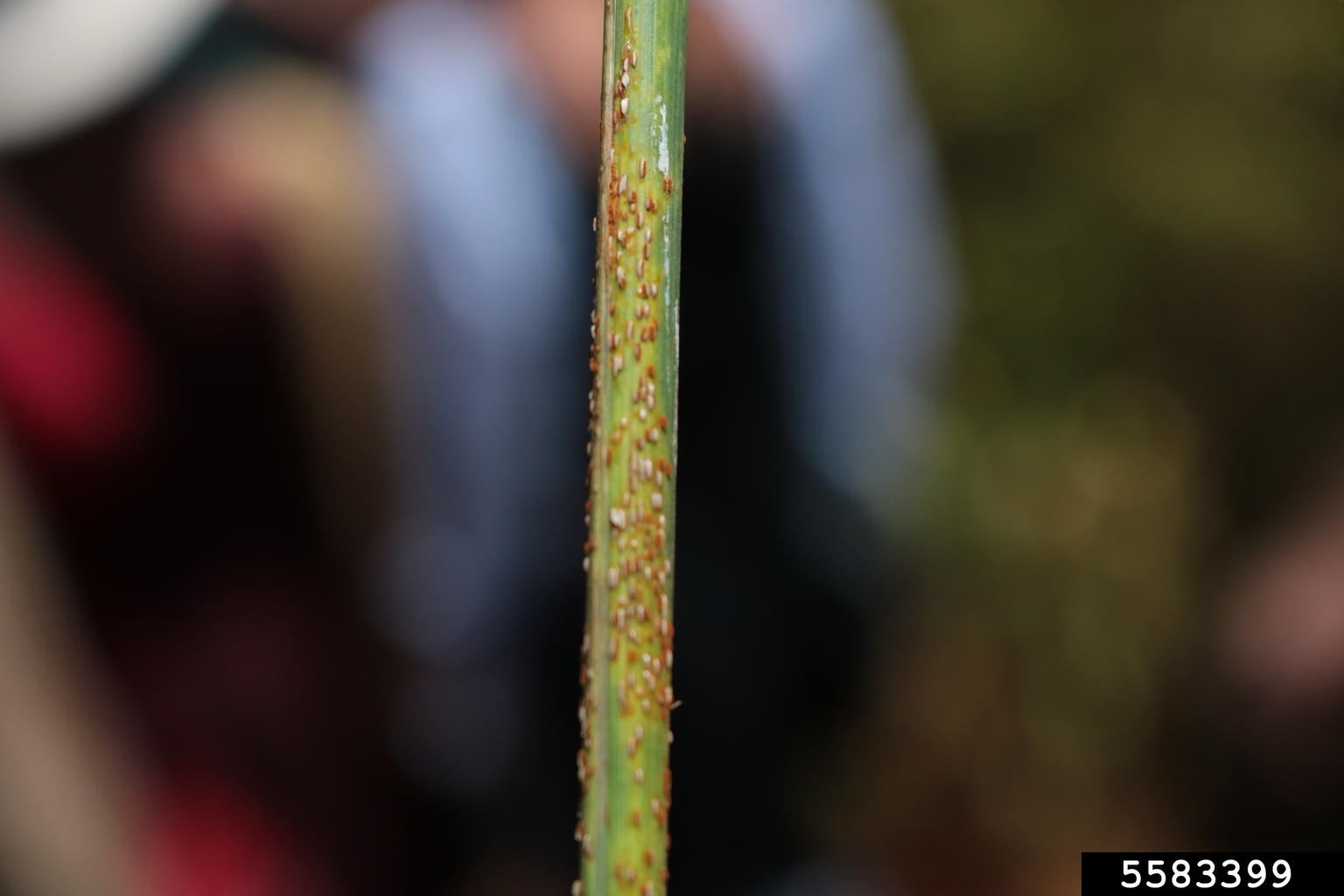 wheat stem rust (Puccinia graminis Pers.)