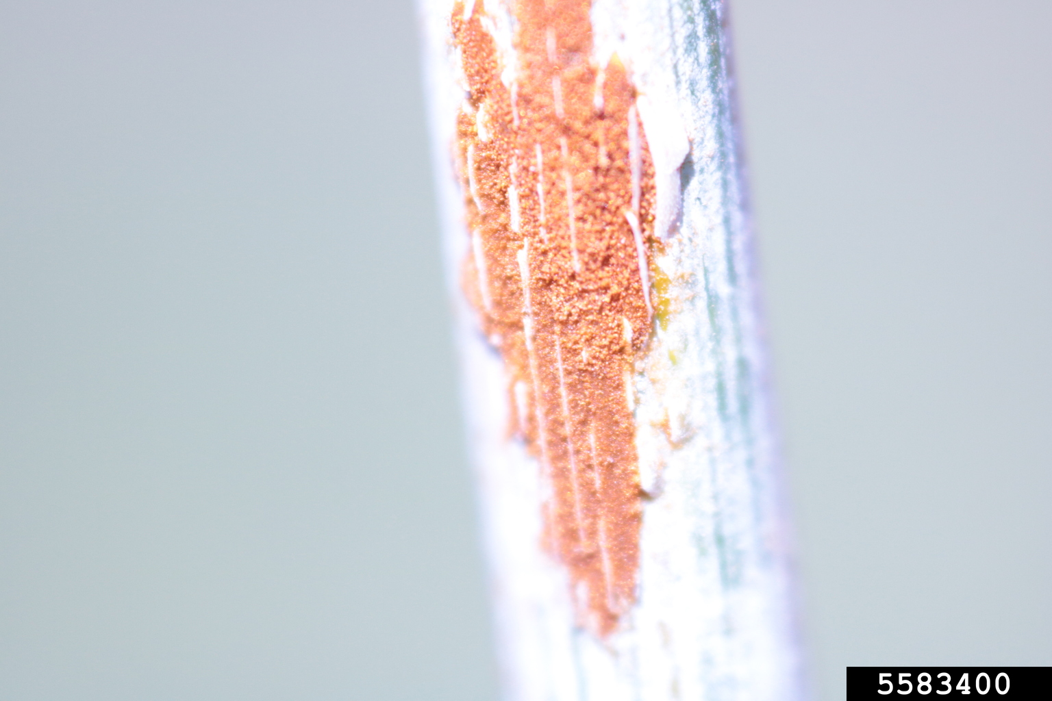 wheat stem rust (Puccinia graminis Pers.)