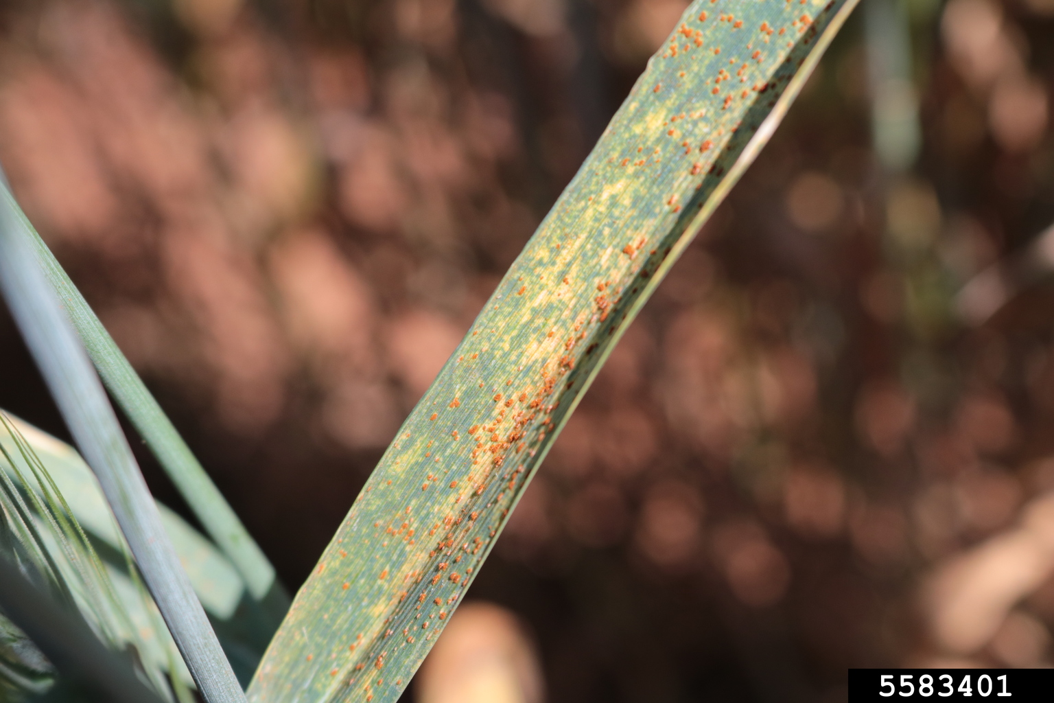 wheat stem rust (Puccinia graminis Pers.)