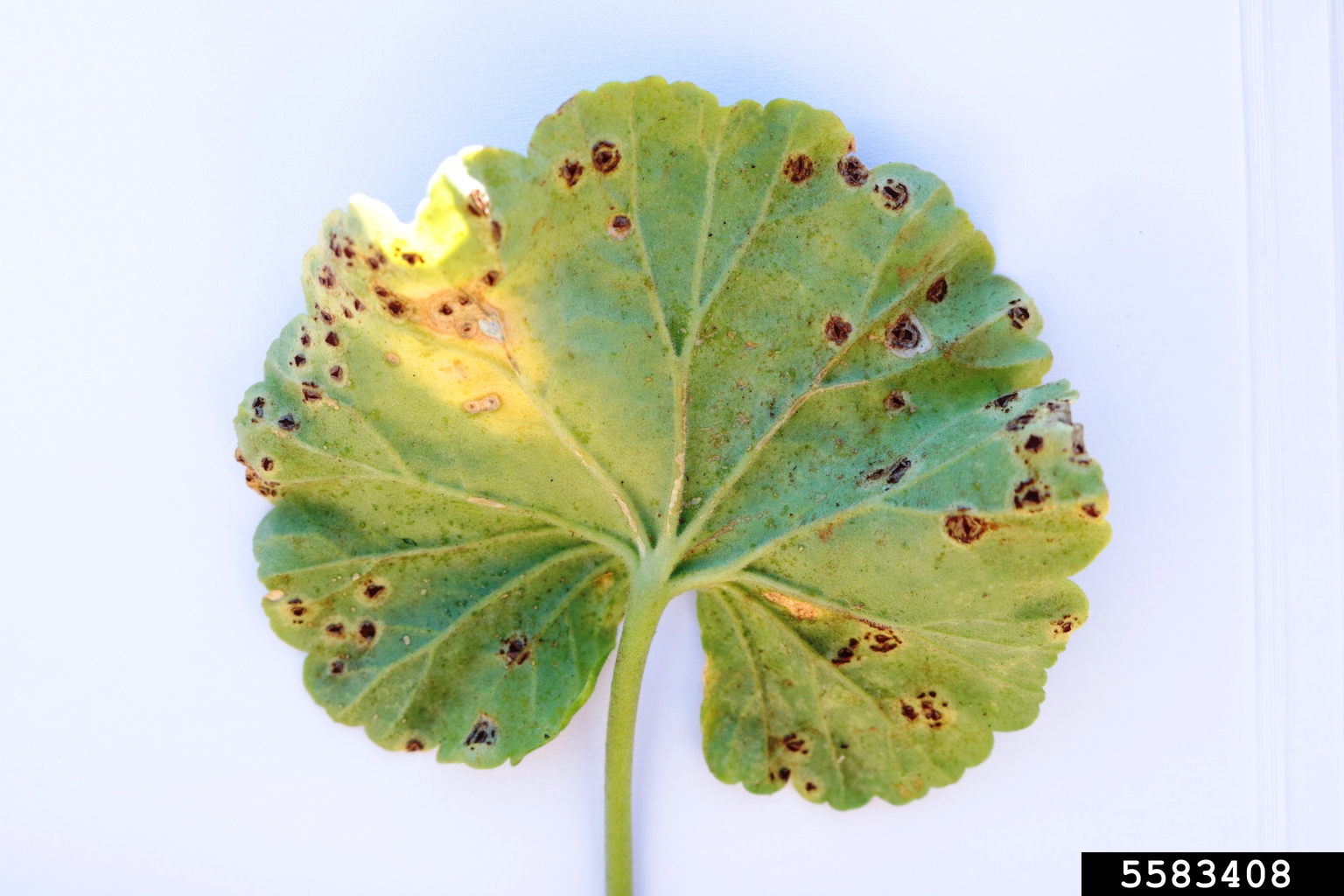 rust (Puccinia pelargonii-zonalis)