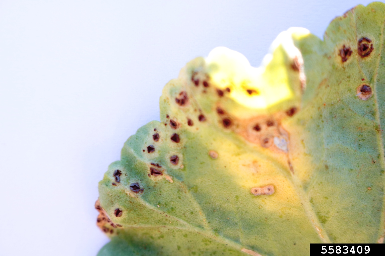 rust (Puccinia pelargonii-zonalis Doidge)
