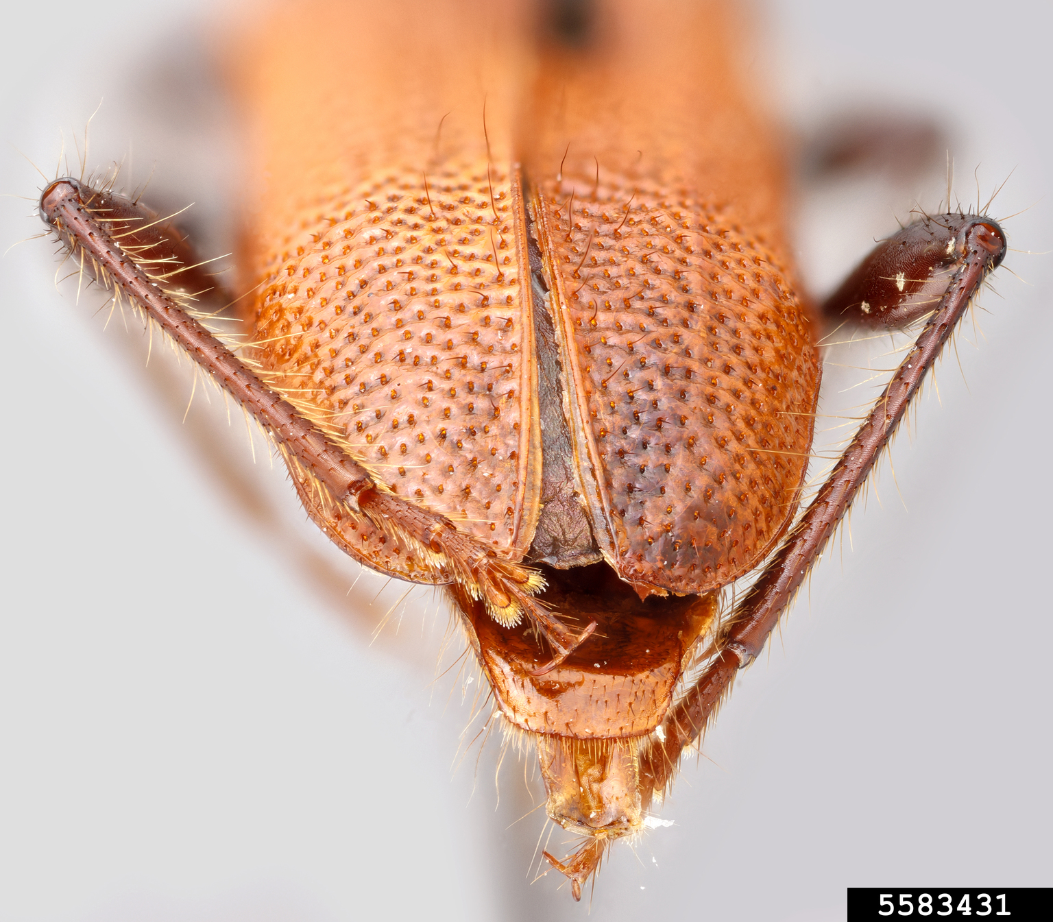 Japanese cedar longhorn beetle (Callidiellum rufipenne)