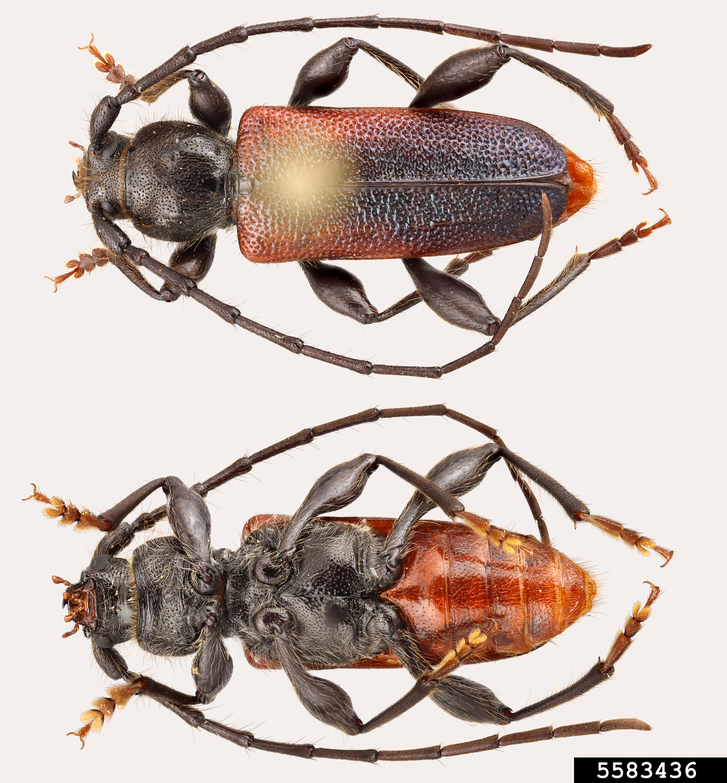 Japanese cedar longhorn beetle (Callidiellum rufipenne (Motschulsky, 1860))