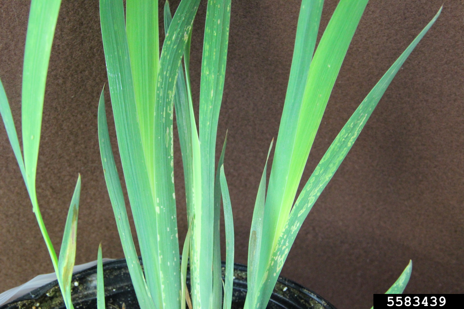 impatiens necrotic spot virus (INSV) (Tospovirus INSV ) on iris (Iris ...