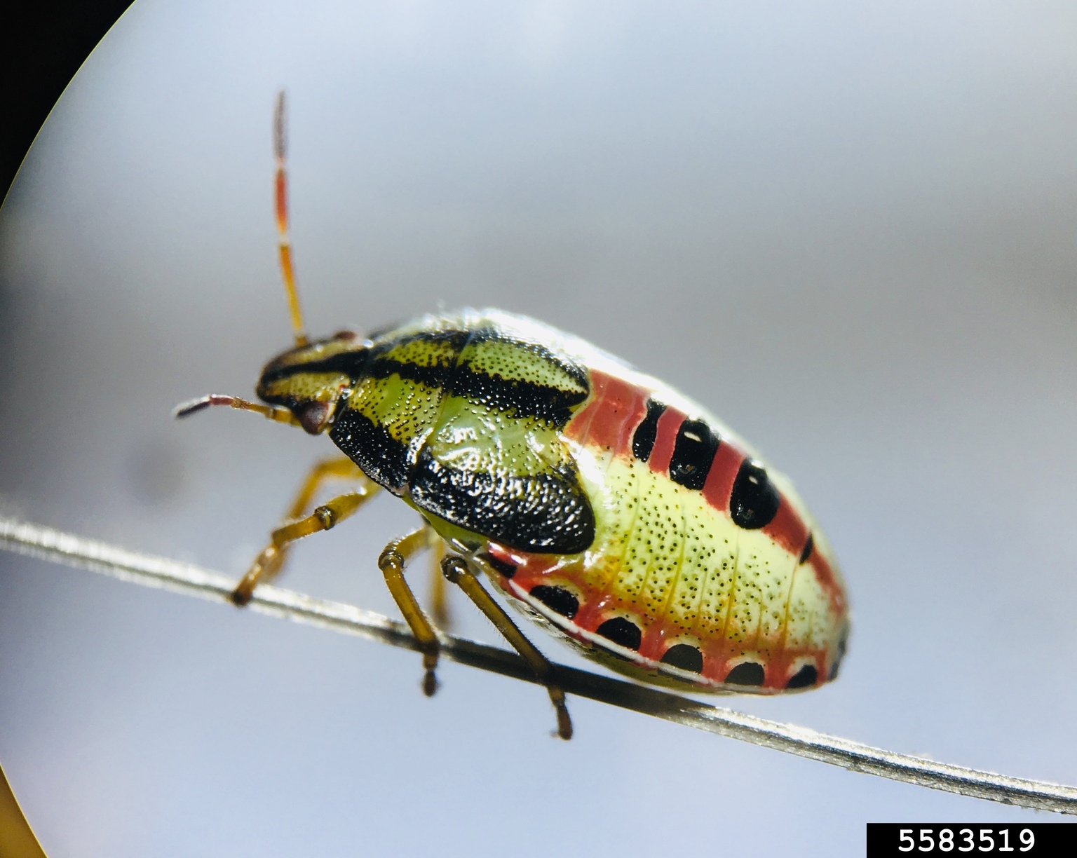 redbanded stink bug (Piezodorus guildinii Westwood)
