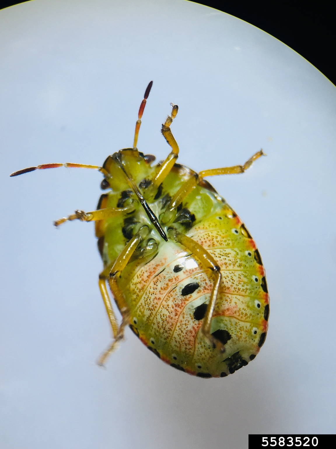redbanded stink bug (Piezodorus guildinii Westwood)