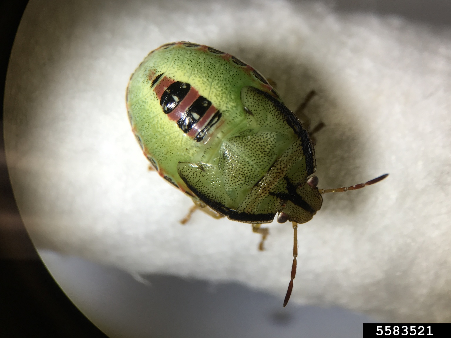 redbanded stink bug (Piezodorus guildinii)