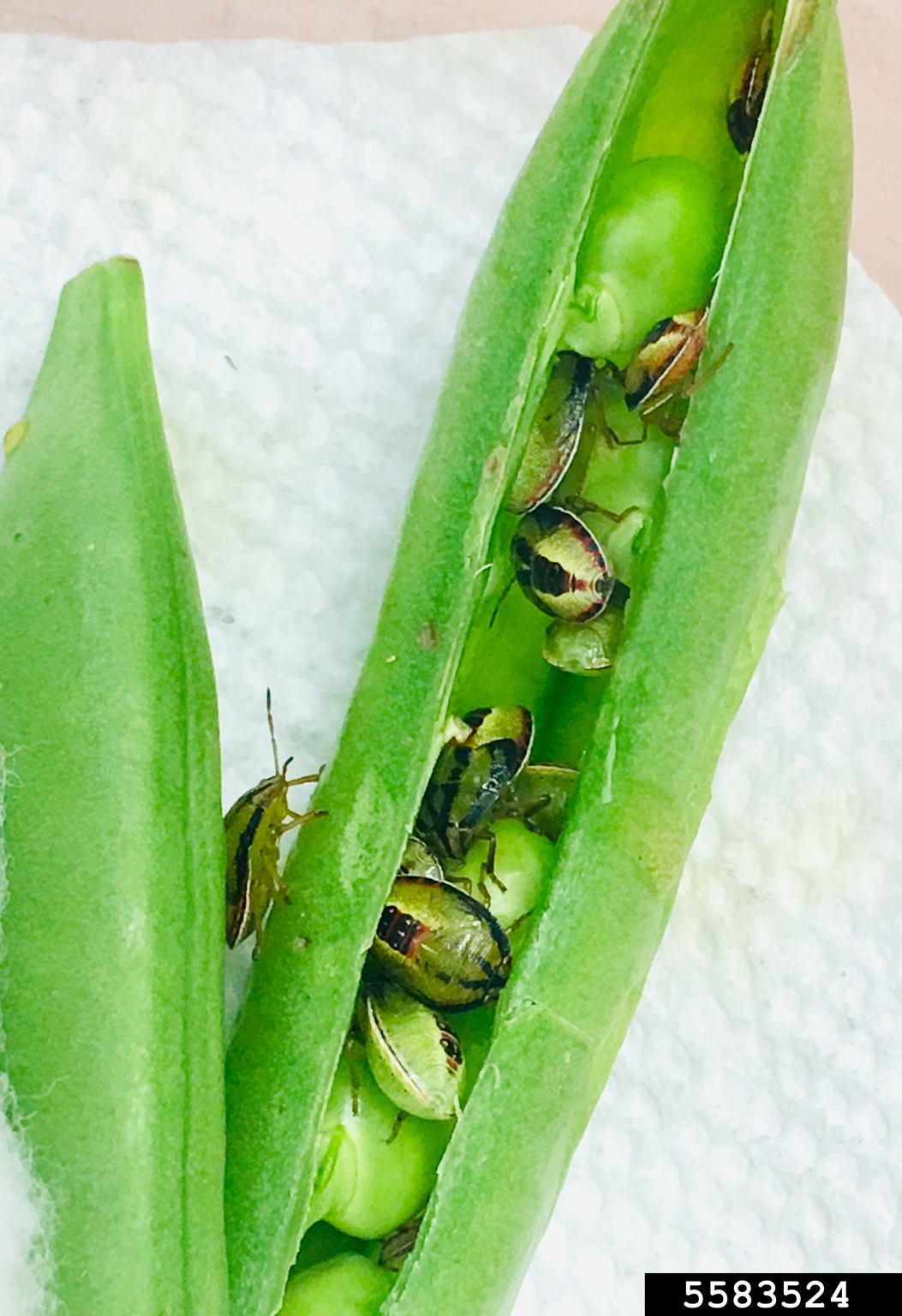 redbanded stink bug (Piezodorus guildinii)