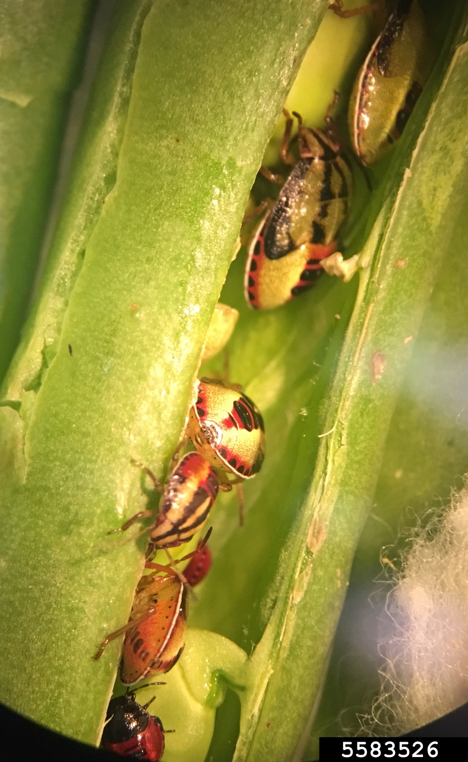 redbanded stink bug (Piezodorus guildinii Westwood)