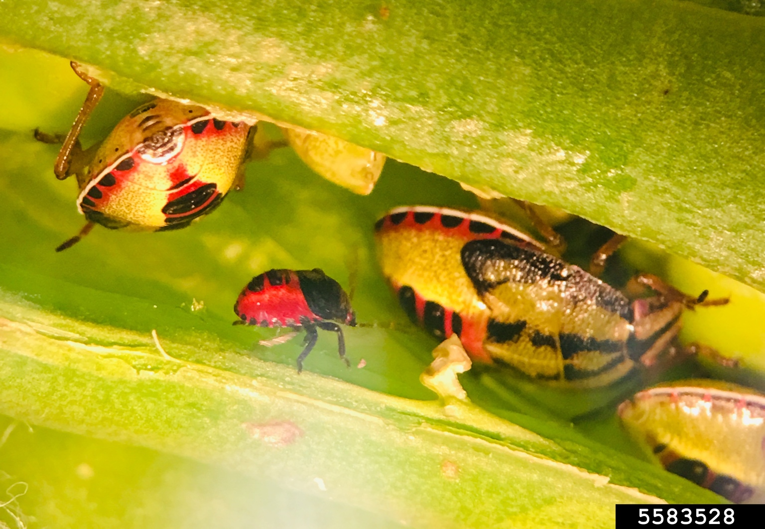 redbanded stink bug (Piezodorus guildinii Westwood)