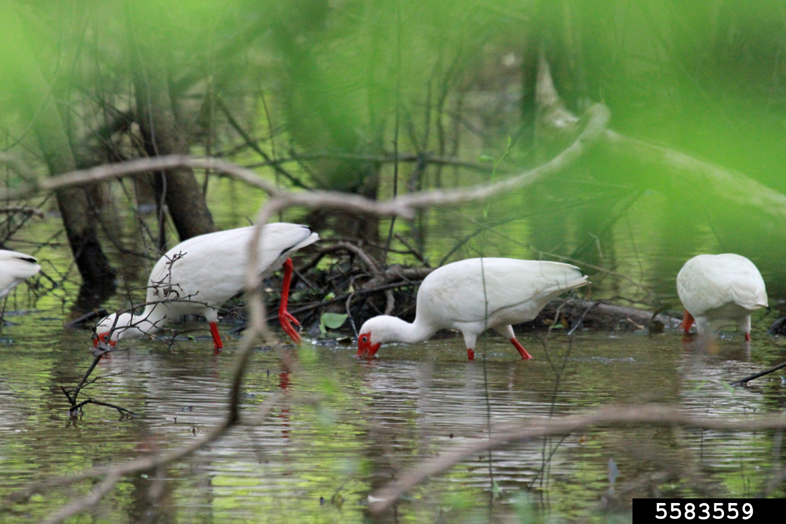 white ibis (Eudocimus albus Linnaeus, 1758)