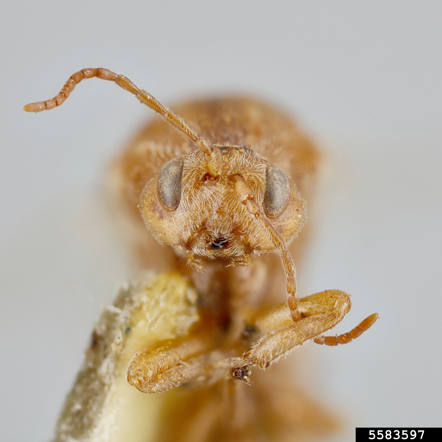 gall wasp (Andricus gallaetinctoriae)
