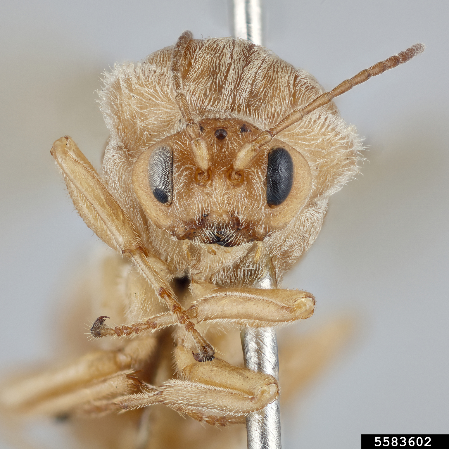 gall wasp (Andricus sternlichti)